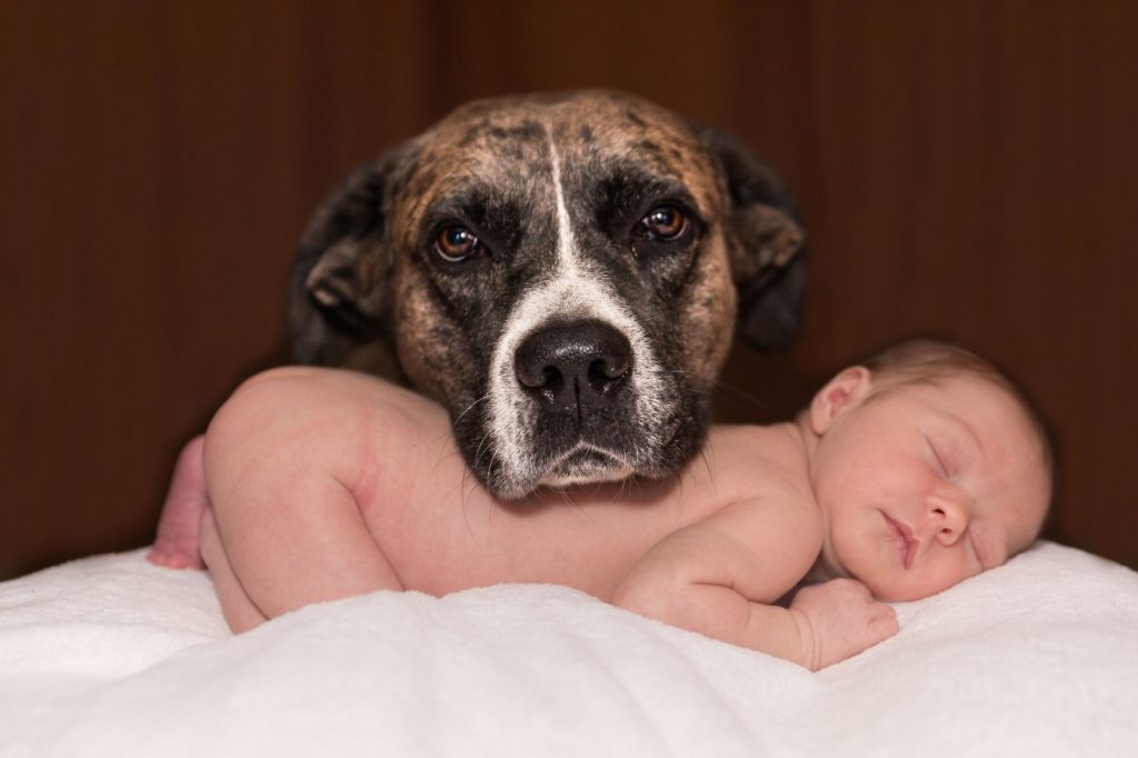 Introducing Baby to Fur Baby - Helping Hands Doula